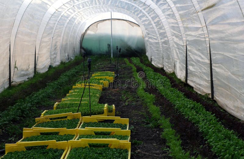 Duch Agriculture One Man Farm in Amsterdam Stock Image - Image of ...