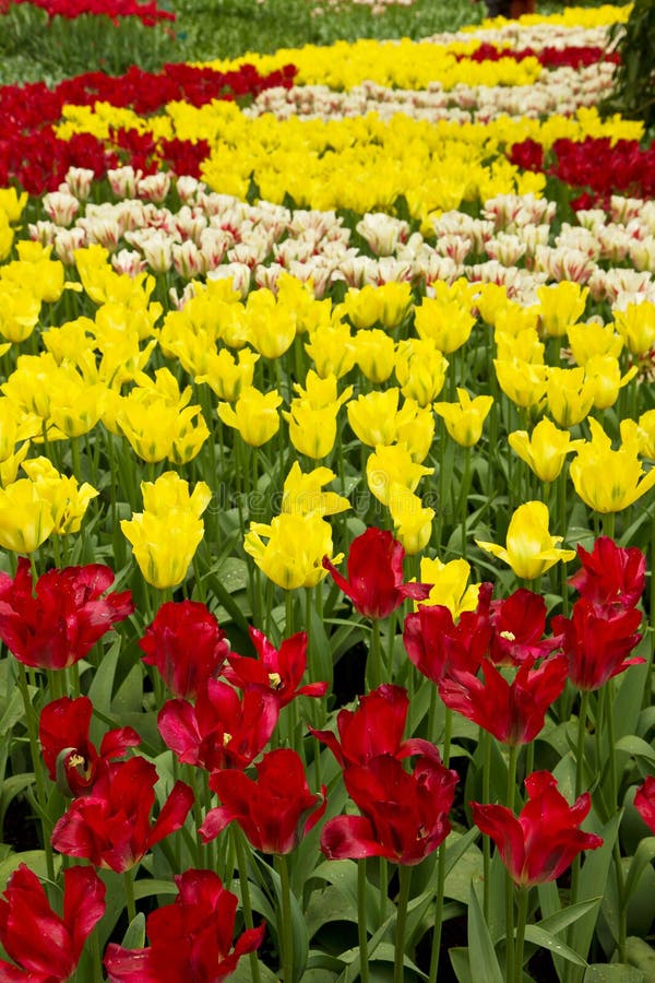 Duch flowers field stock image. Image of blossom, europe - 28292333