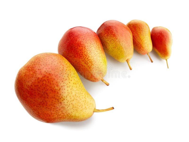 Duchess pear path isolated stock photo. Image of stack - 208061256
