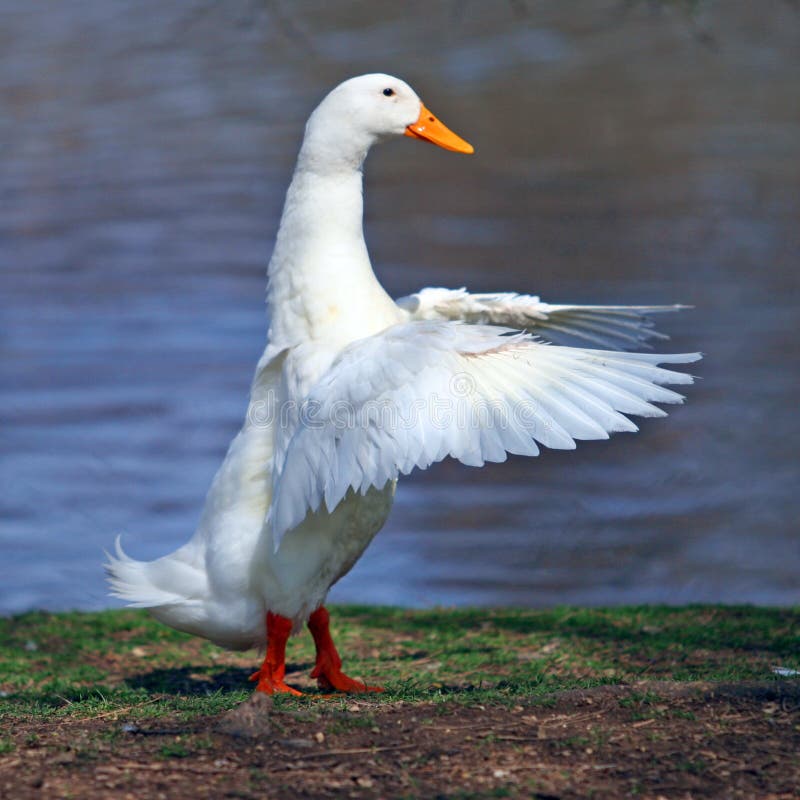 White duck stock image. Image of pure, ducks, white, bird - 61243843