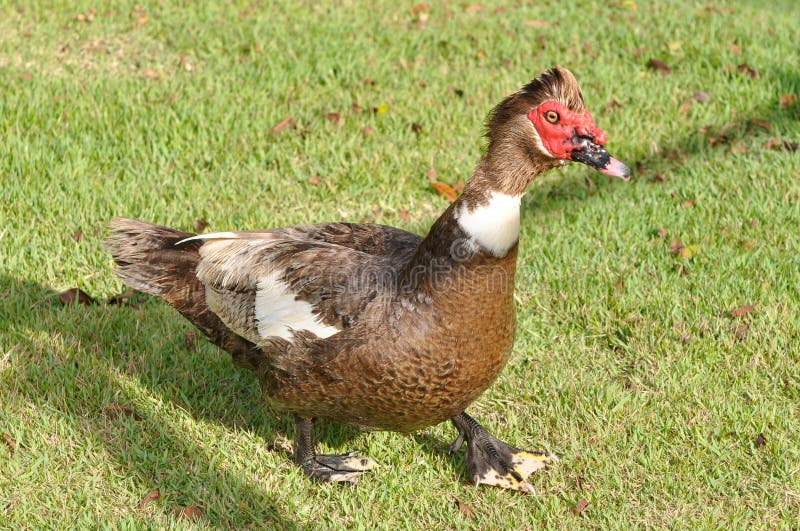 Duck stock image. Image of animal, lawn, nature, wildlife - 12373179