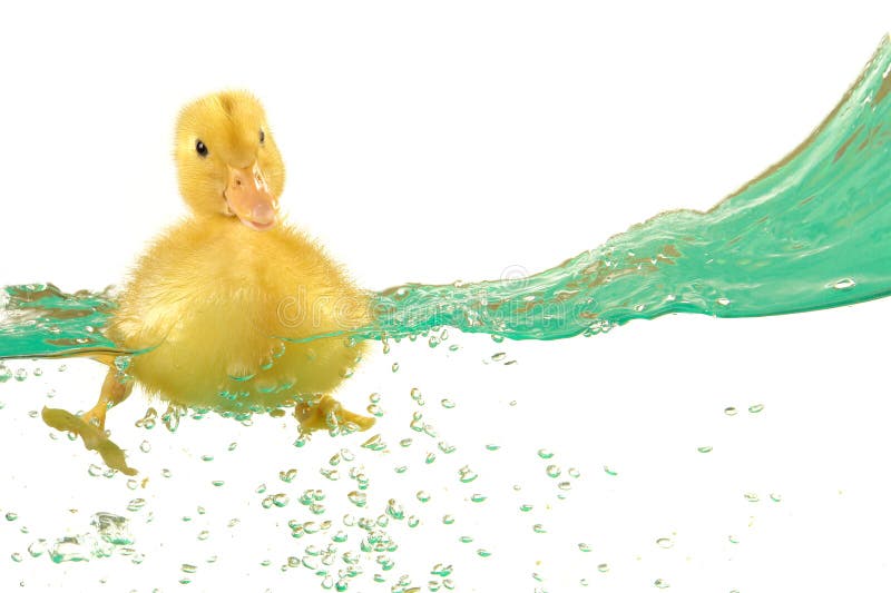 Duck splashing into water stock photo. Image of bleat - 23051162