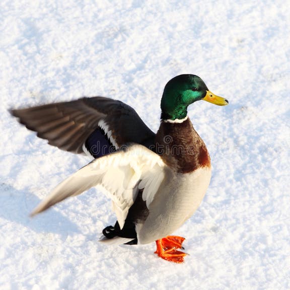 Duck stock photo. Image of snow, webby, prepares, frost - 15273326