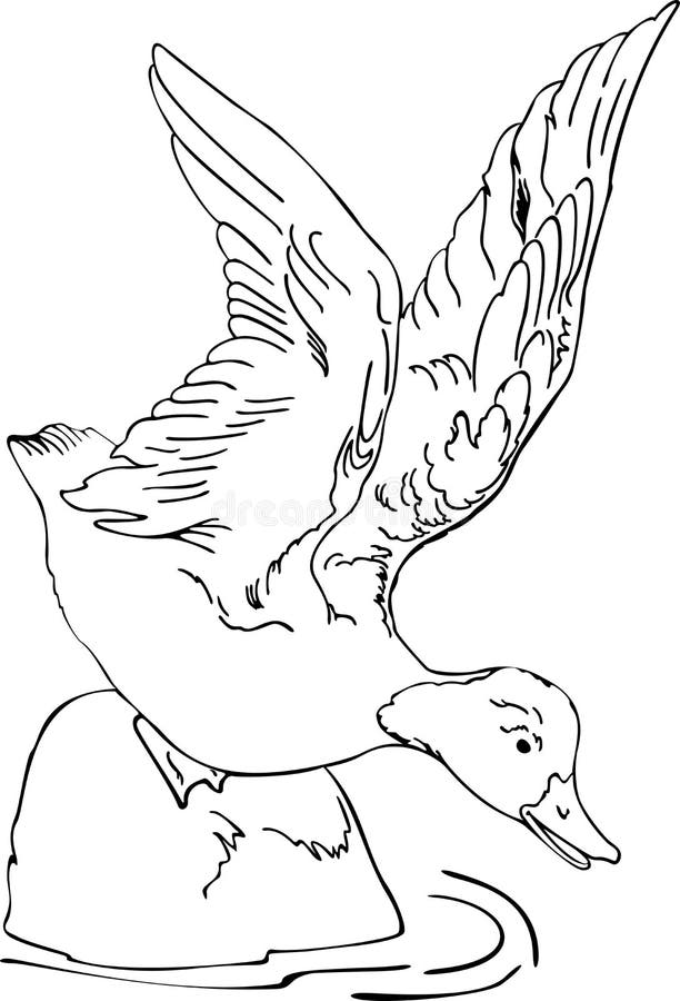 Floating Duck. Vector Sketch Stock Vector - Illustration of nestling ...
