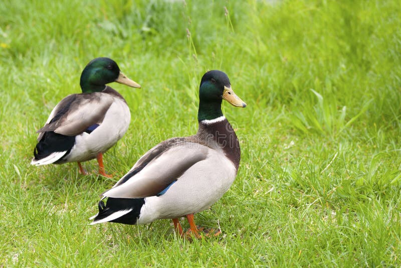 Duck stock photo. Image of outdoor, squawking, farm, palmiped - 13100678