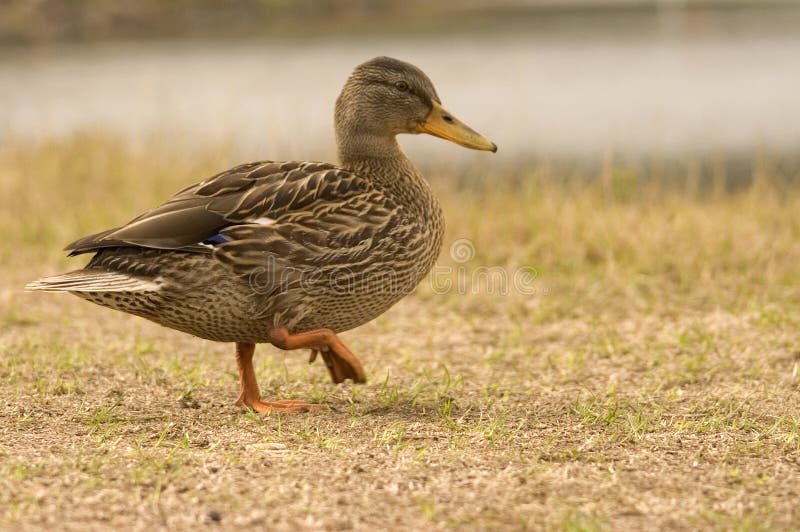 Bird - Brown Thrasher in Snow Stock Image - Image of wildlife, birds ...