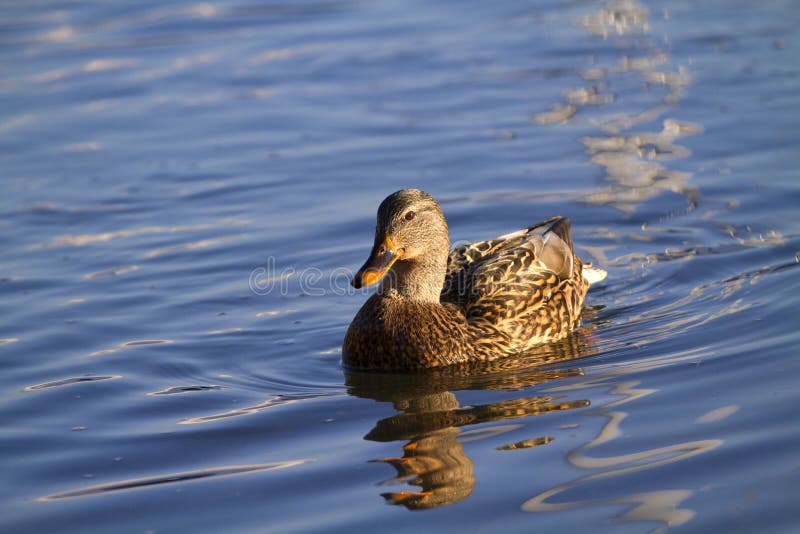 Duck stock photo. Image of outdoor, squawking, farm, palmiped - 13100678