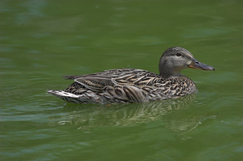 A shouting duck stock image. Image of eyes, goose, feathers - 1204189