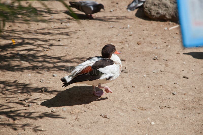 Banded Duck Floating in the Alpine Lake Stock Image - Image of wild ...