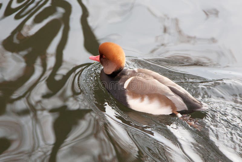 Duck shaking head stock photo. Image of female, relax - 52156314