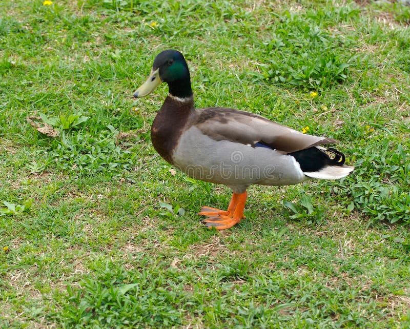 Duck Picture. Image: 2272929