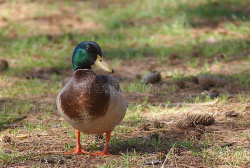 Mallard stock photo. Image of bill, mallard, shot, waddle - 275113700