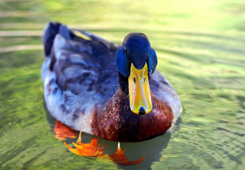 Duck stock photo. Image of colorful, feather, autumn, closeup - 327046