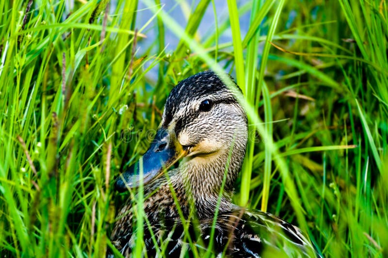 Duck stock image. Image of nature, bird, zoology, animals - 5540357