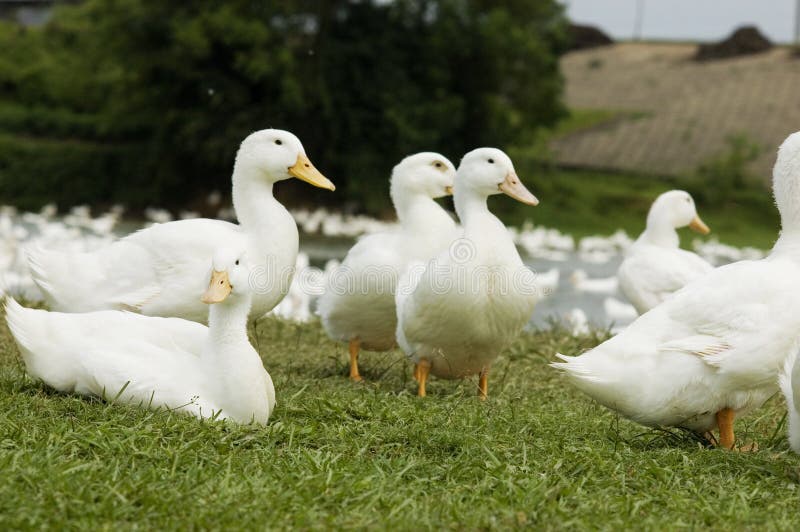 Farmer guiding ducks stock image. Image of bird, guided - 204727