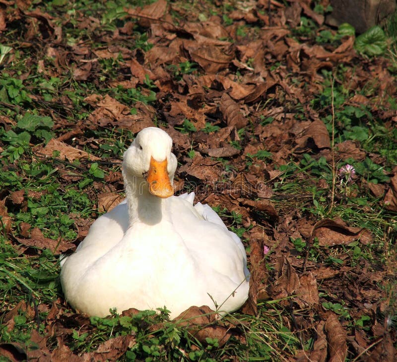 Duck stock photo. Image of feed, cattle, drake, disease - 638536