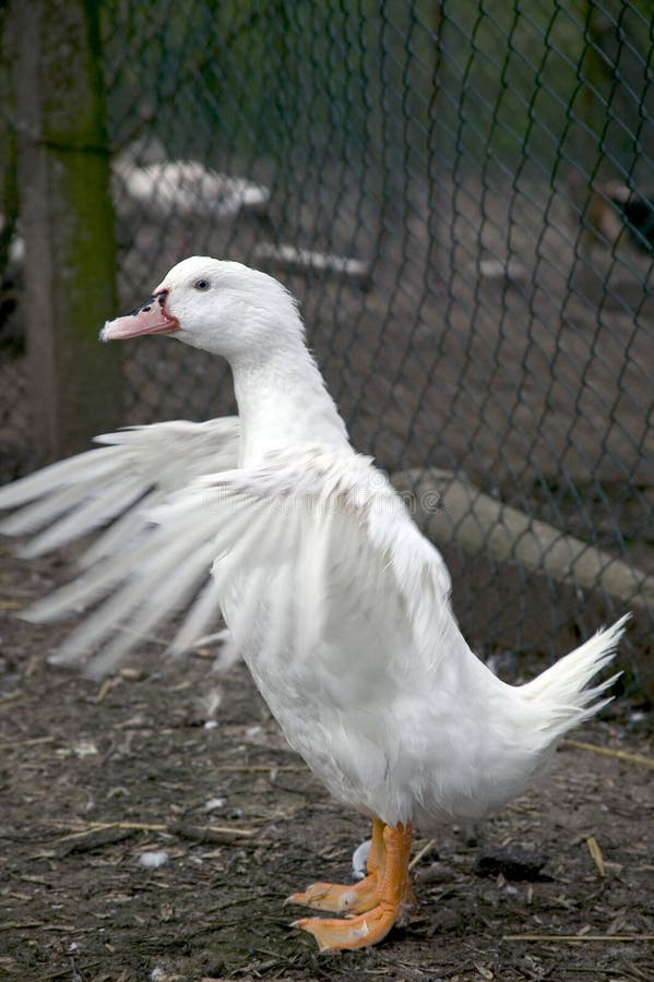 Duck stock photo. Image of breed, wing, farm, animal, duck - 641346