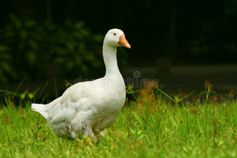 Duck stock photo. Image of duck, yellow, farm, breeding - 7592278
