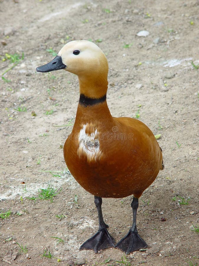 Harris Hawk Fighting Prey stock photo. Image of hawk, buzzard - 1804556