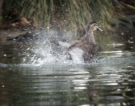 Duck action shot stock image. Image of little, water - 10991323