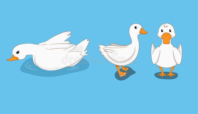 Duck in 3 Action Vector Illustration Stock Vector - Illustration of ...