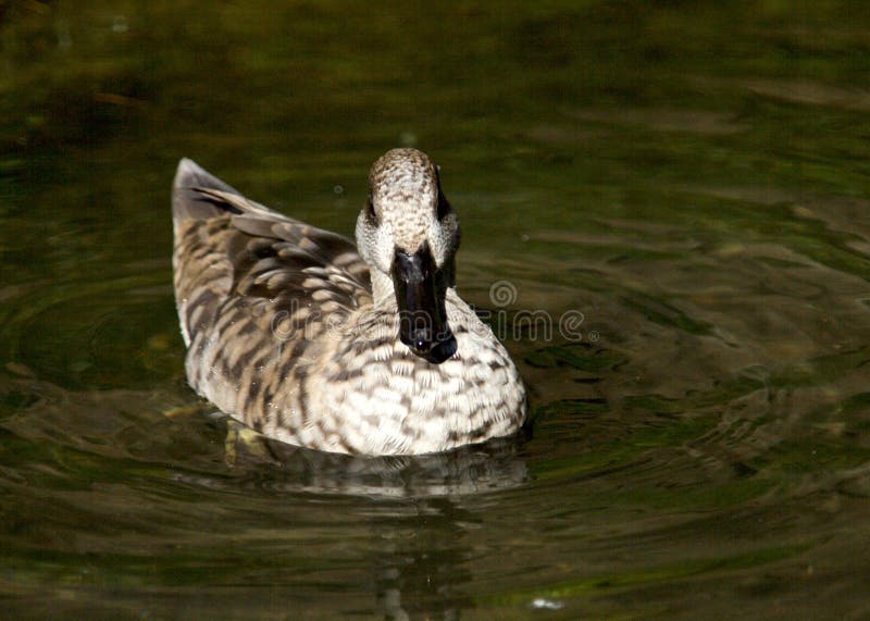 Duck stock photo. Image of alone, duck, green, animal - 47657746