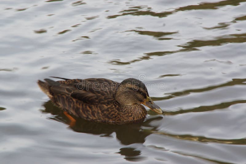 France - Elancourt - a it is a Duck Alone in the Water - Side View ...