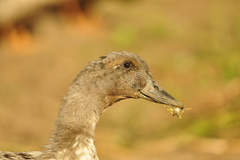 Duck stock image. Image of dandelion, farm, agriculture - 65875557