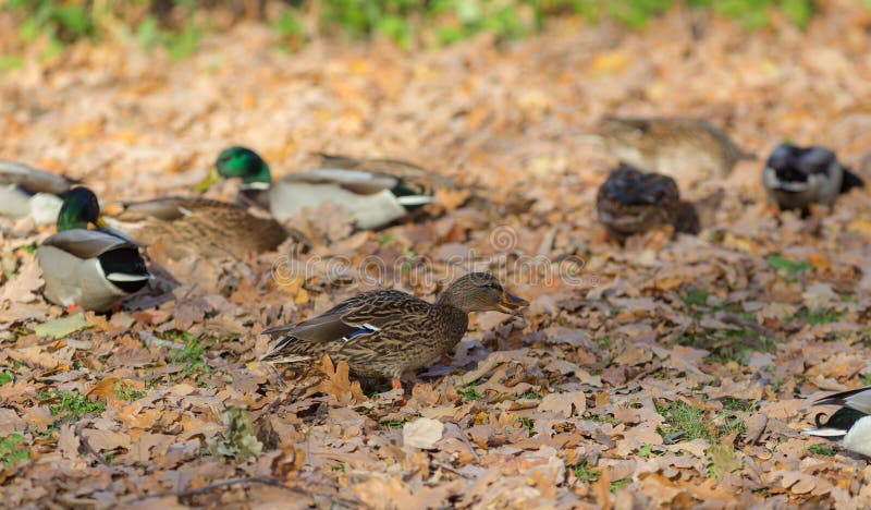 Duck in the autumn stock photo. Image of leaves, beauty - 130976404
