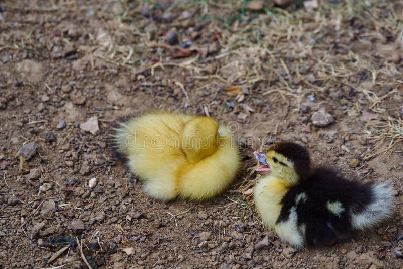 Duck babies stock photo. Image of chicks, breeding, mallard - 57330962