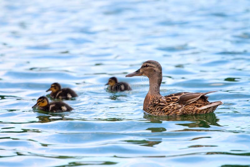 Playful Swimming Mallard Ducklings Stock Image - Image of swim, birds ...