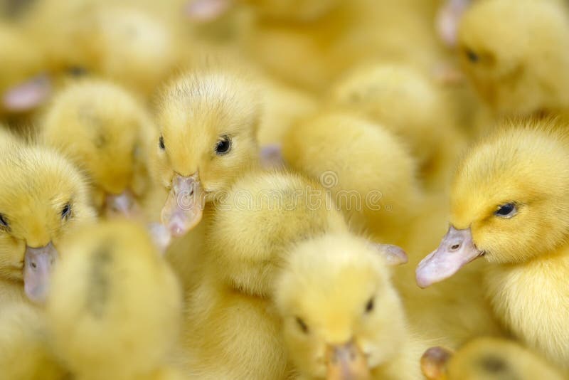 Duck-baby stock photo. Image of baby, yellow, duckling - 19605772