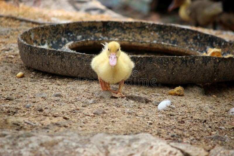 Duck, Baby Duck Happy at Pond Countryside Style Stock Image - Image of ...