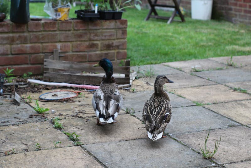Duck Back Moving while Walking Stock Image - Image of side, forward ...