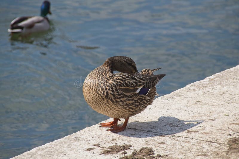 Duck on the bank of lake stock photo. Image of male - 259886276