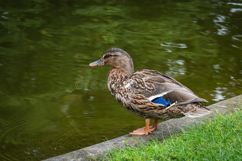 Duck on the Bank of a Pond in the Park. Stock Image - Image of outdoors ...