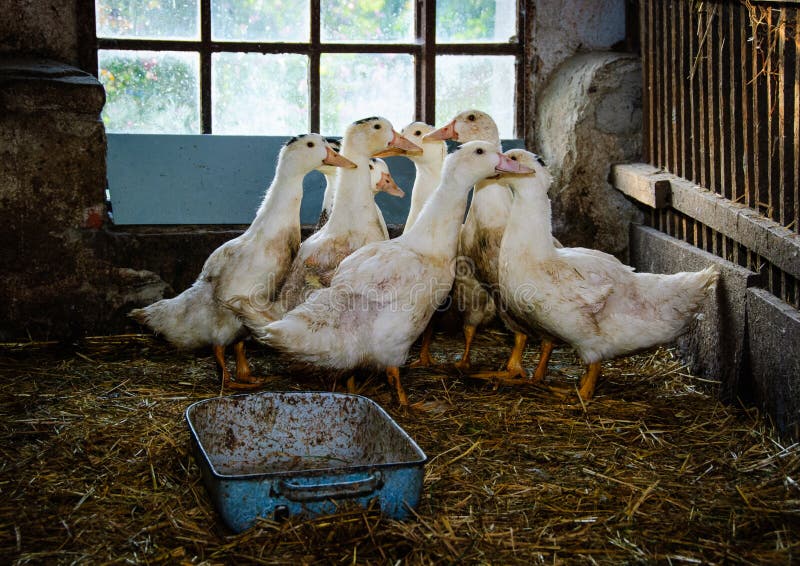 Duck barn old farm stock image. Image of animals, inside - 27366253