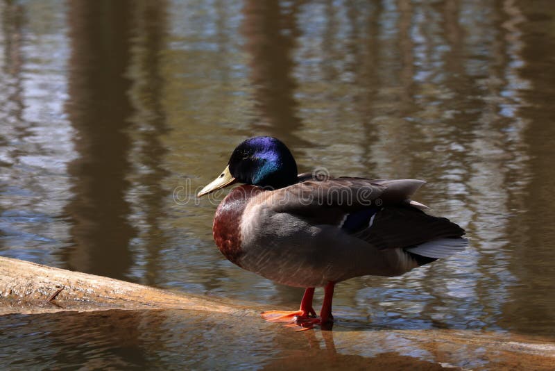 Duck Catching the Sun S Rays by the Lake. Stock Photo - Image of animal ...