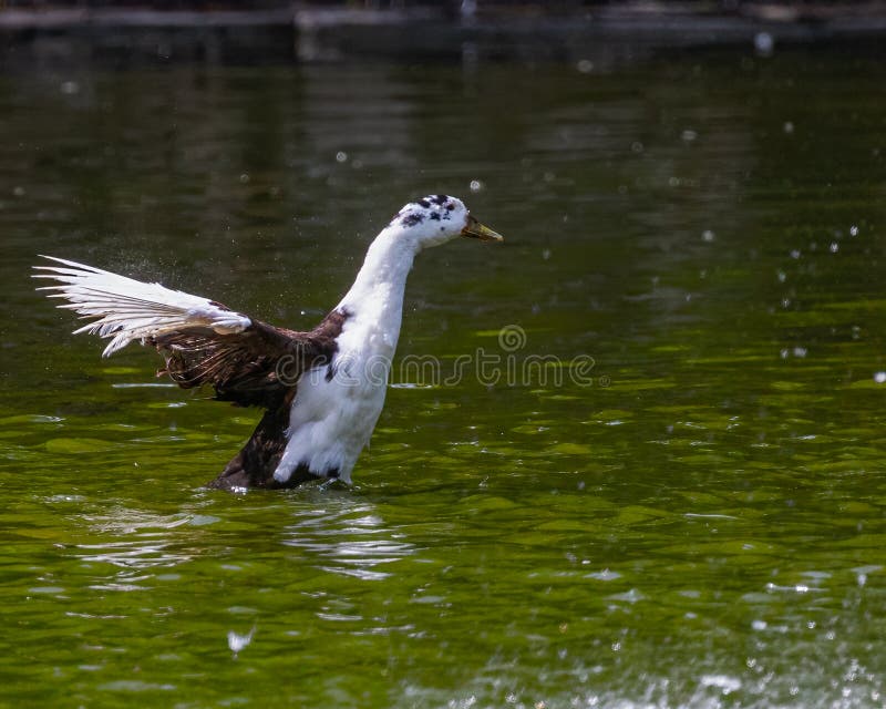 A Duck Bathing and Cleaning Stock Image - Image of yellow, wildlife ...