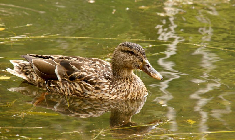Duck bathing in water stock photo. Image of green, outdoors - 162379010