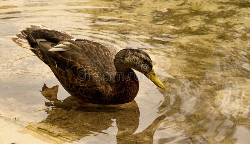 Duck bathing in water stock photo. Image of cute, outdoor - 162379276
