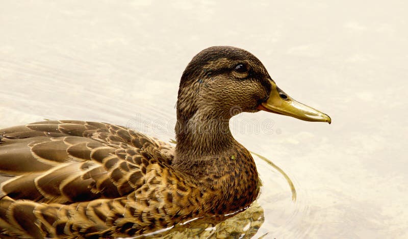 Duck bathing in water stock photo. Image of wild, sunlight - 162379816