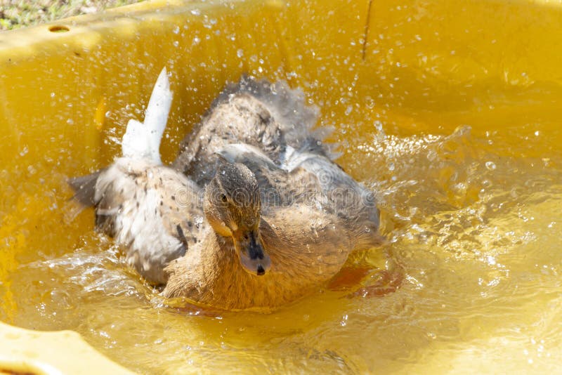 A Duck Bathing stock photo. Image of design, background - 159675260