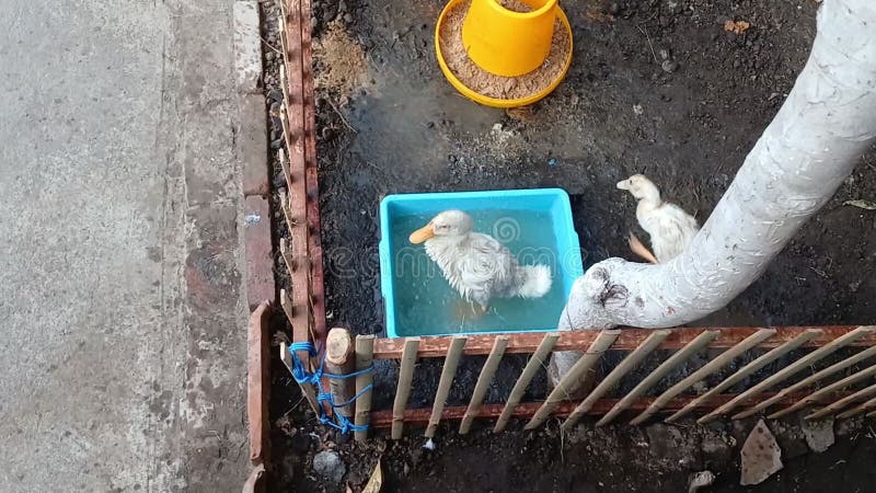Duck Bathing in Water Container while Flapping Wings Stock Video ...