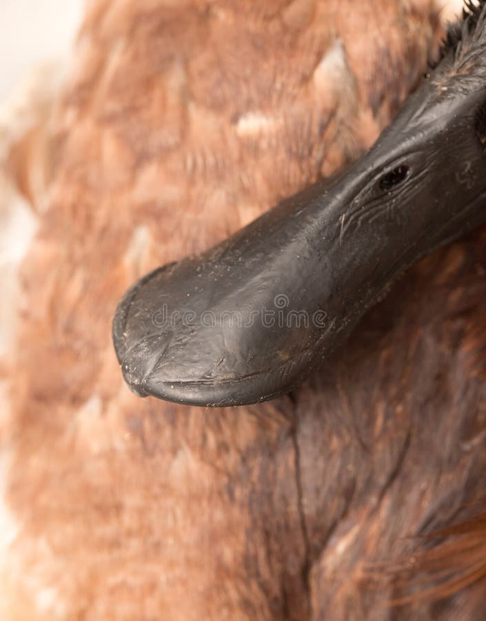 Duck beak. macro stock photo. Image of feathered, face - 100595696
