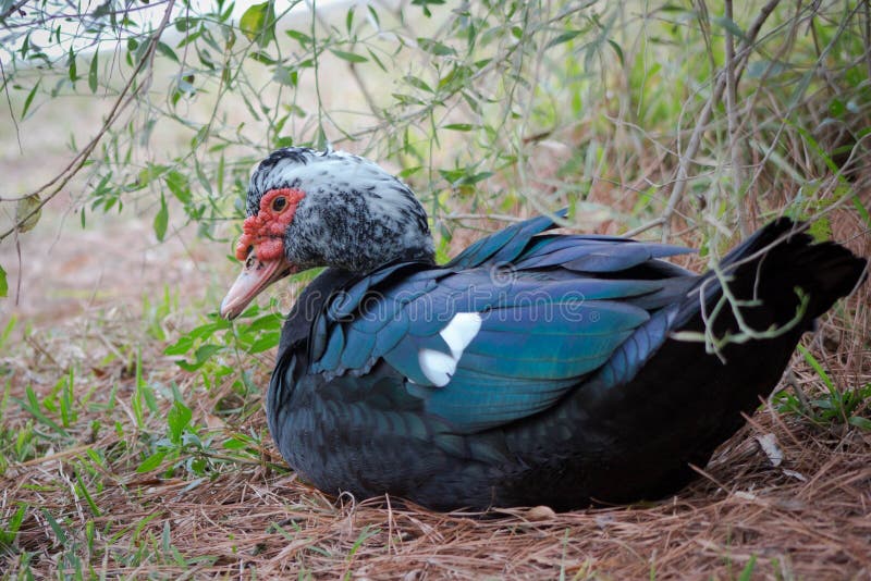 Duck beauty. stock photo. Image of colors, riverside - 85133344