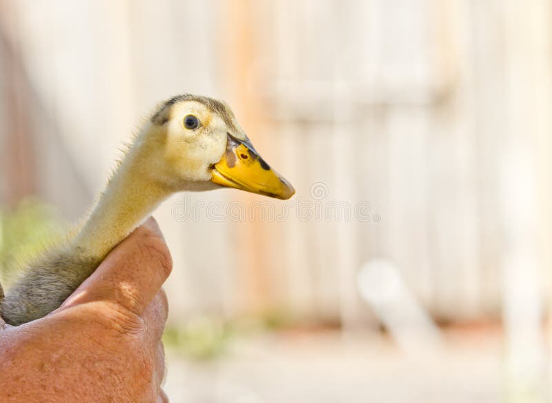 Duck stock photo. Image of eyes, look, smile, yellow - 77305396