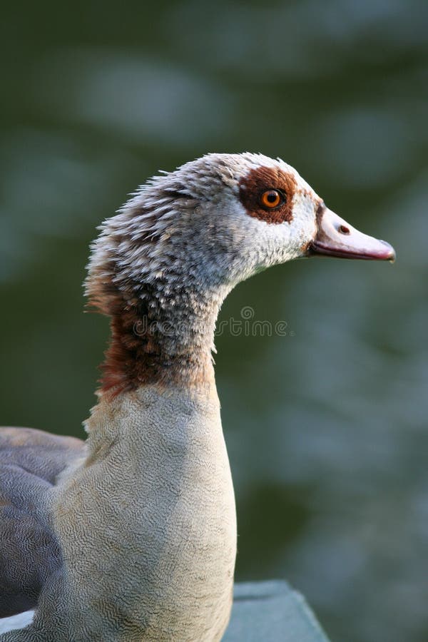 Duck in Belgium stock photo. Image of belgium, animal - 3183448