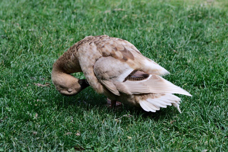 Duck Bent Over Preening Feathers Stock Photo - Image of feathers ...