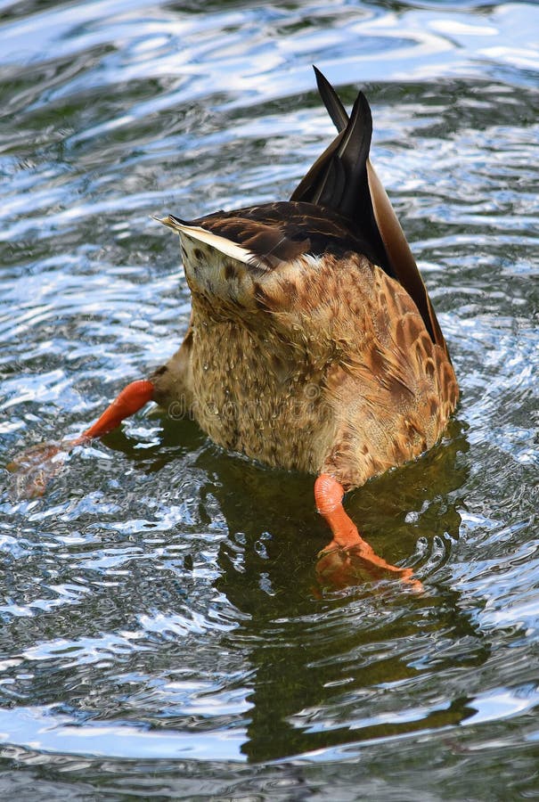 Duck Bird Down Dive Diving Water Stock Image - Image of duck, dive ...
